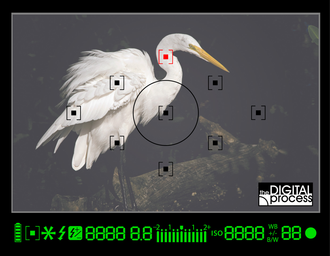 How Cameras Focus - A Guide for new photographers