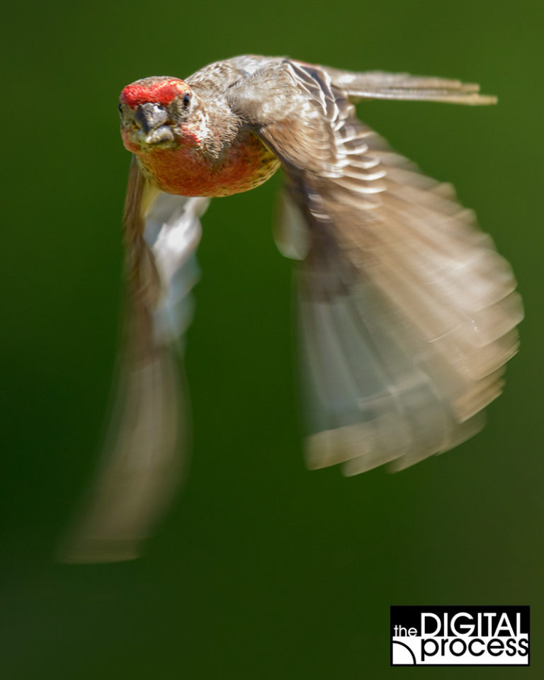 Get the Shot: Backyard Bird Photography